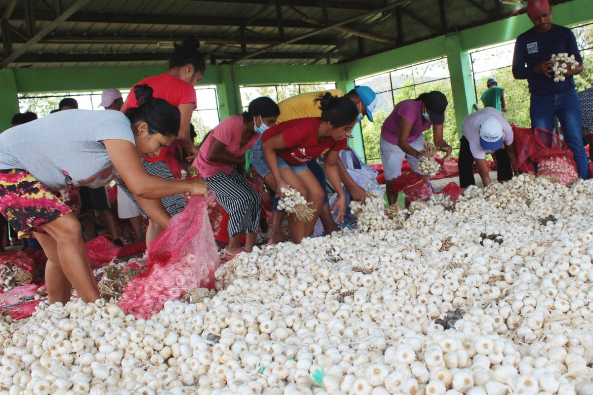 Garlic farming sa Bulalacao muling palalakasin - Tutubi News