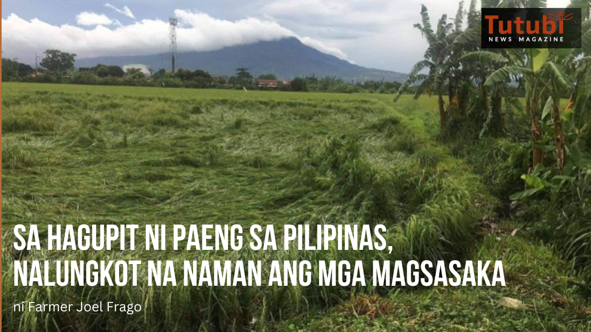 Sa hagupit ni Paeng sa Pilipinas, umiyak na naman ang mga magsasaka ... Sa hagupit ni Paeng sa Pilipinas, umiyak na naman ang mga magsasaka ...