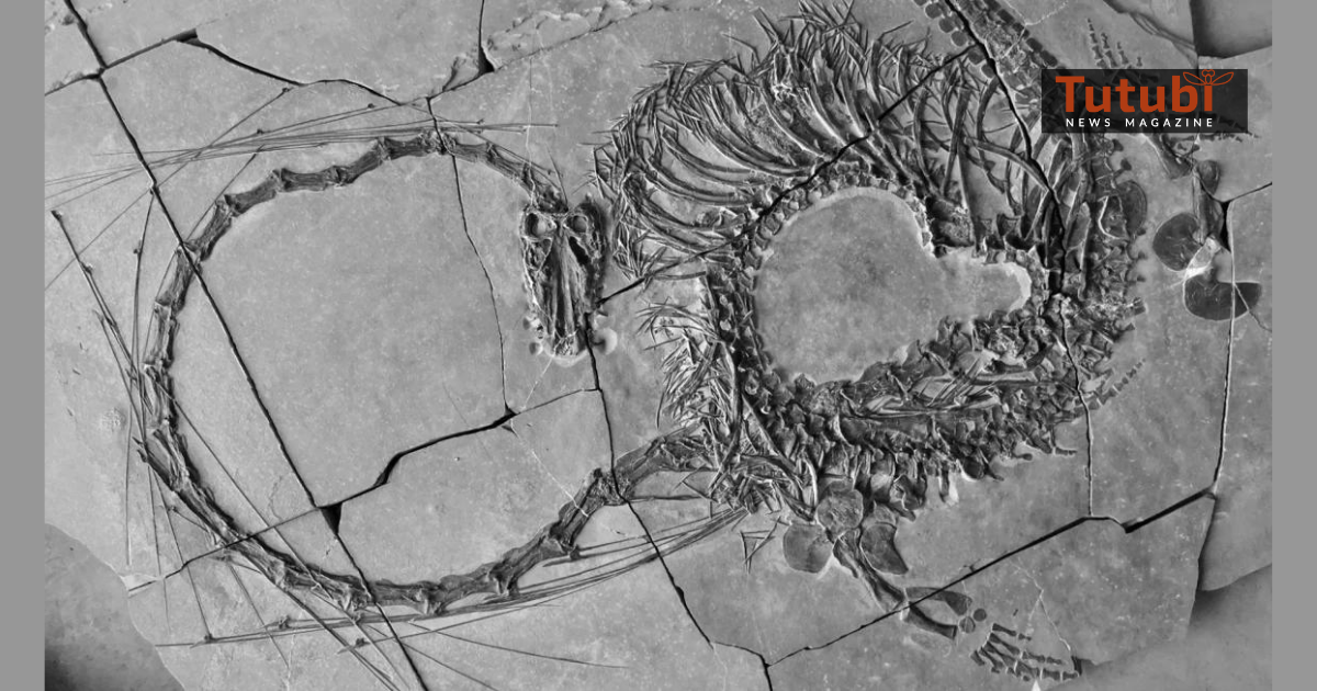Scientists uncover 240-million-year-old 'dragon' fossil - Tutubi News ... Scientists uncover 240-million-year-old 'dragon' fossil - Tutubi News ...