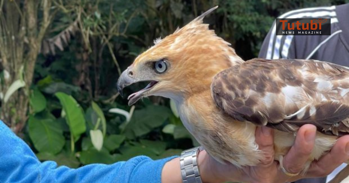 Batang Philippine hawk eagle nasagip sa Quezon - Tutubi News
