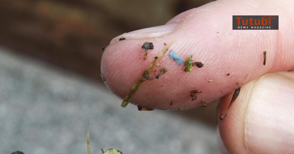 Microplastics everywhere: What we know about their impact on health ...