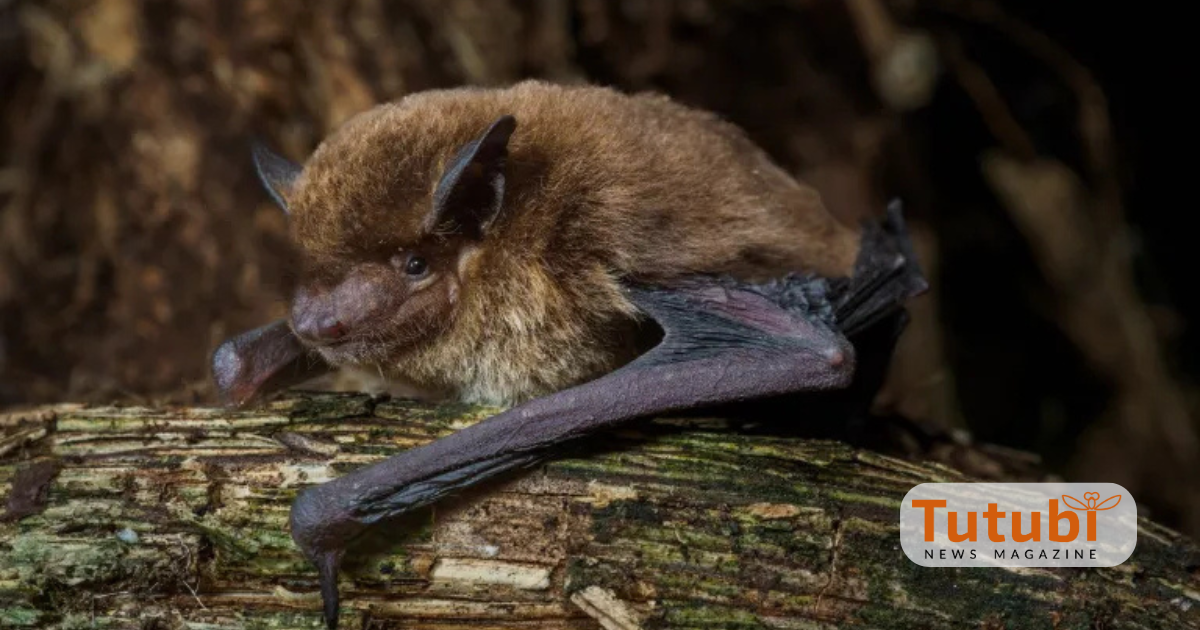 Six new bat species discovered in the Philippines - Tutubi News