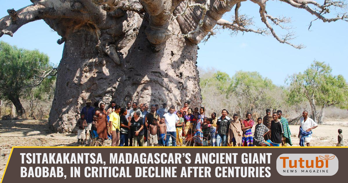 Tsitakakantsa, Madagascar’s ancient giant baobab, faces final years ...